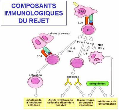 TPE sur les greffes: Les rejets